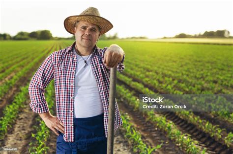 옥수수 밭에 서있는 수석 농부는 일몰에 작물을 검사합니다 검사 보기에 대한 스톡 사진 및 기타 이미지 검사 보기 농부 농업 Istock