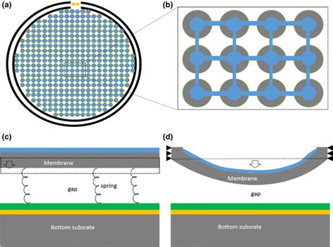 schematic of a cmut array b cmut elements c piston model and d