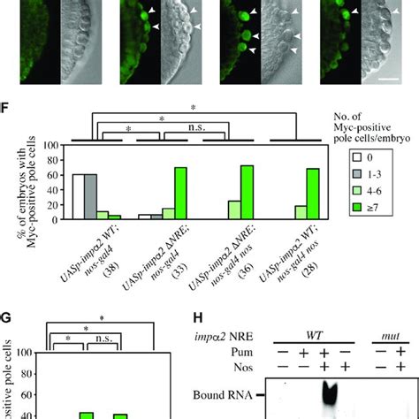 Nos Represses Impα2 Translation In An Nre Like Sequence Dependent