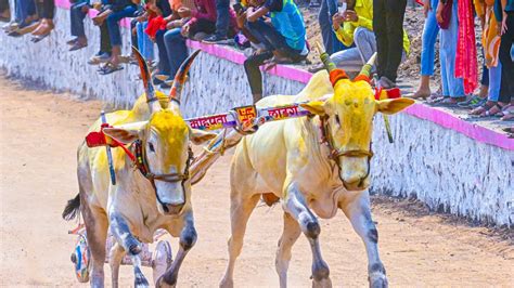 रेकॉर्डब्रेक छोटा मन्या इंजान ११२४ 🚩राजुशेठजवळेकर भागवत लांडगे