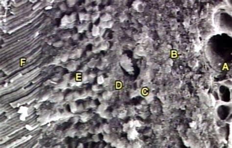 00245767 Peir Digital Library