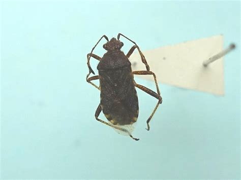 ブチヒゲヘリカメムシ Rhopalus maculatus 島根大学標本資料類データベース