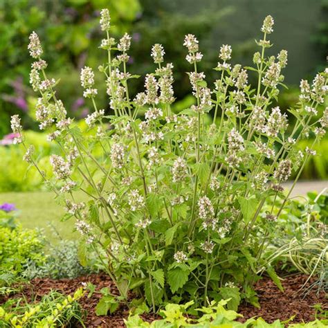Catnip Seeds Shop 4 Varieties Eden Brothers