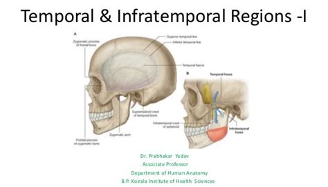 Temporal And Infratemporal Region I