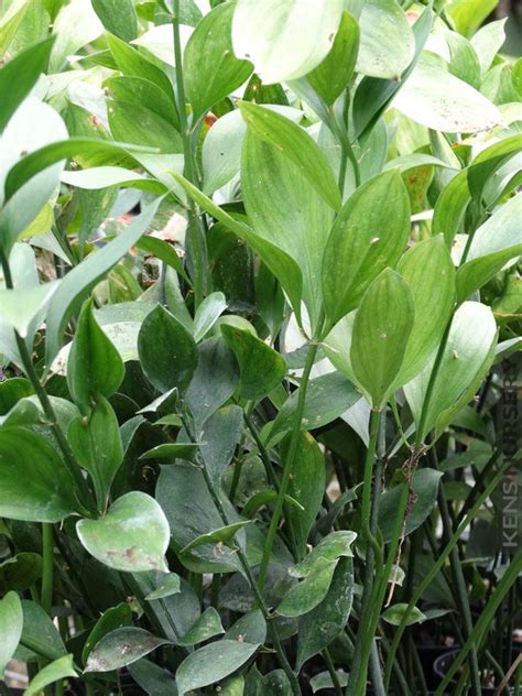 Fern Leaf Butchers Broom Ruscus Hypophyllum Kens Nursery