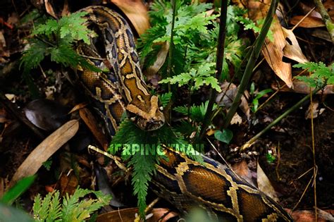 Python Bivittatus Burmese Python