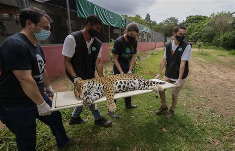 First Jaguar Born Through Artificial Insemination Was Eaten By Its