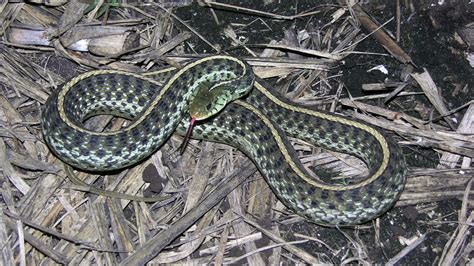 Identify Florida Snakes