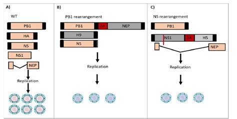 Schematic Representation Of Laiv Genome Rearrangement Schematic
