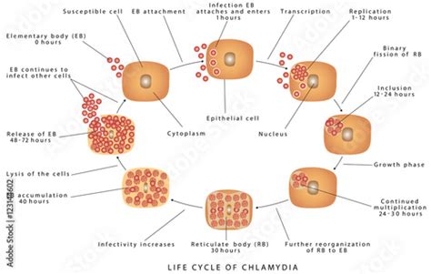 Chlamydia Trachomatis Picture Of Chlamydia Disease Life Cycle
