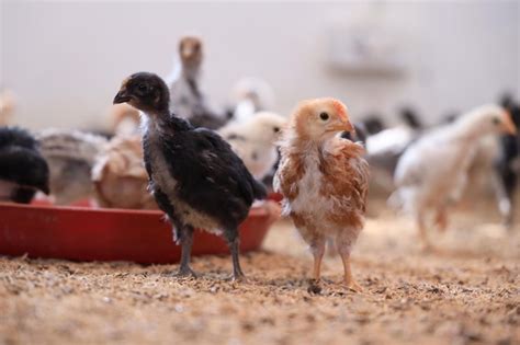 Premium Photo Colorful Chicken Chicks At The Poultry Farm