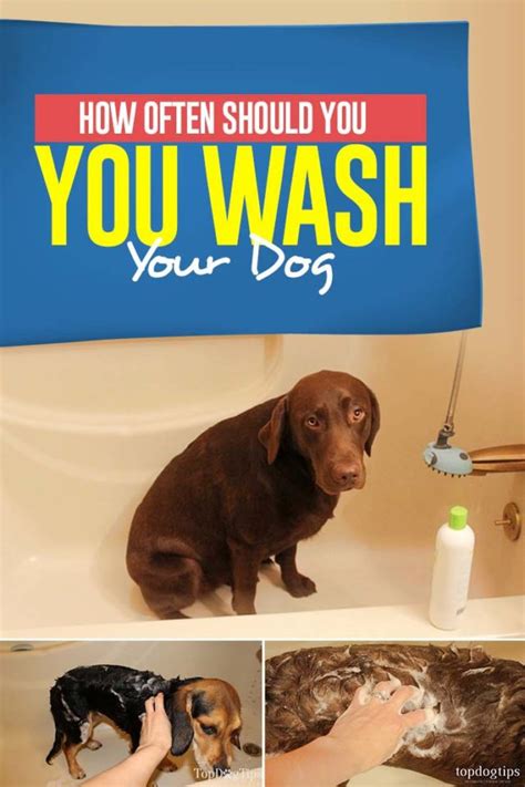 How Often Should You Wash Your Dog Top Dog Tips