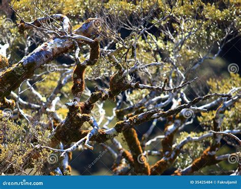 Selective Focus Or Shallow Depth Of Fields At Trees Stock Photo Image Of Island Focus