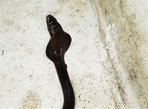 Species Of Snakes Found In Assam