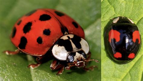 19 Common Insects You Can Find In Florida 2025 Bird Watching Hq