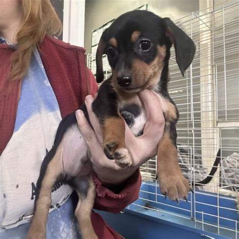 Adopt Bennie Today Find Paw Pal