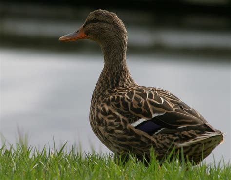 Scotts Dabling Ducks