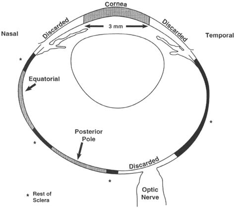 Figure 2 From Reduced Extracellular Matrix In Mammalian Sclera With Induced Myopia Semantic