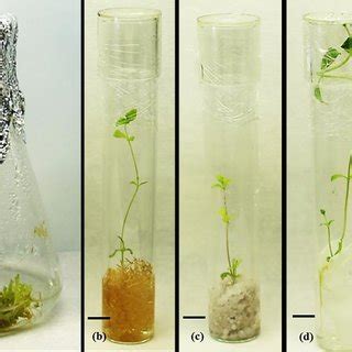 PDF Enhancement Of Stevioside Production By Using Biotechnological