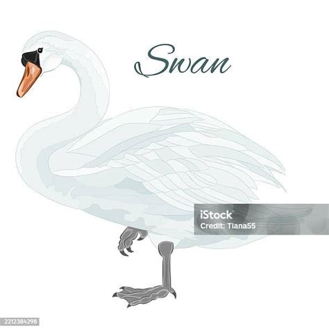 서 있는 흰 백조 새 수채화 빈티지 흰색 배경 벡터 일러스트 레이 션 편집 가능한 손 그리기 귀여운에 대한 스톡 벡터 아트 및