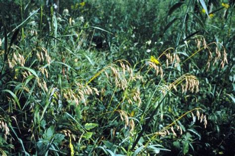 100 Prairie Brome Arctic Brome Ornamental Grass Bromus Kalmii Seeds Etsy