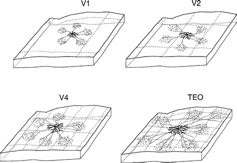 Schematic Of Sampling Topography Of Supragranular Pyramidal Cells In