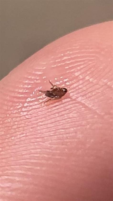 Is This A Flea R Pestcontrol