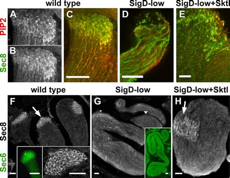 Pip 2 Is Required For Exocyst Localization At The Growing End Of