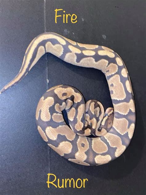Mighty Pythons Mighty Pythons Added A New Photo