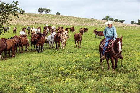Always Marketing Cattle Ozarks Farm And Neighbor Newspaper Written