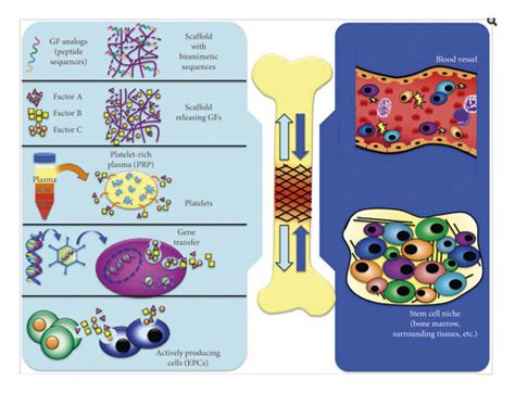Schematic Illustration Of The Bone Tissue Engineering Paradigm