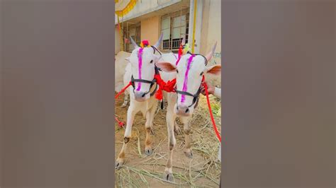 चाळीसगांव बैल बाजार 🔥 Chalisgaon Bail Bazar 🔥 बैलबाजार बैलखरेदी