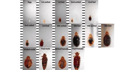 What Does A Bed Bug Look Like Real Life Images Of Bed Bugs