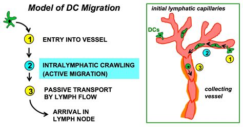 Leukocyte Migration Through Lymphatic Vessels Pharmaceutical