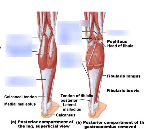 Anatomy Of Lower Leg Muscles Plantaris Gastrocnemius And Soleus