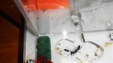 Odontomachus Bauri Youtube