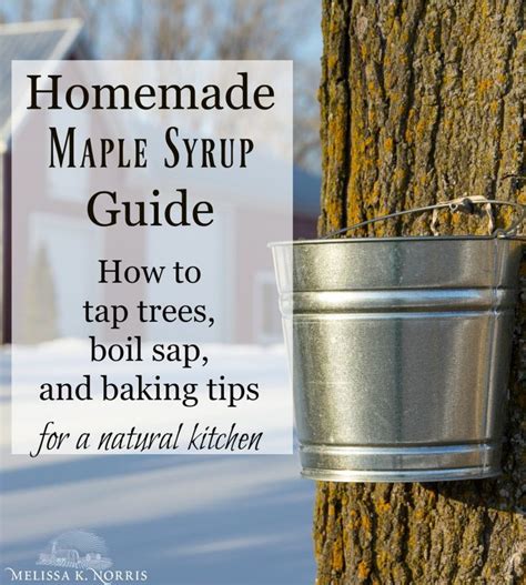 A Metal Bucket Hanging From The Side Of A Tree With Text That Reads Homemade Maple Syrup Guide