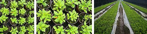 花卉种植 宁波海通时代农业有限公司