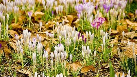 Spring Is The Season For Love Scientifically Speaking MPR News