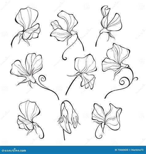 Sweet Peas Vector Floral Set Flowers Stock Illustration Illustration Of Decoration Flower