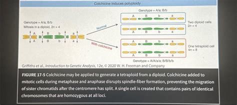 Solved 3 Based On Figure 17−5 If Colchicine Is Used On A