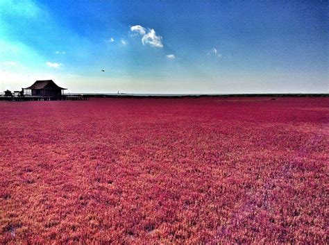 Liaohe Delta All You Need To Know Before You Go 2025