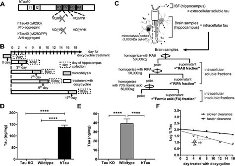 Schematic Illustration Of Regulatable Tau Transgenic Mice And