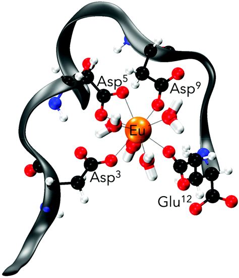 Lanmodulin Peptides Unravelling The Binding Of The Ef Hand Loop