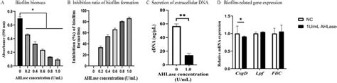 Effects Of N Acyl Homoserine Lactonase Ahlase On A Biofilm