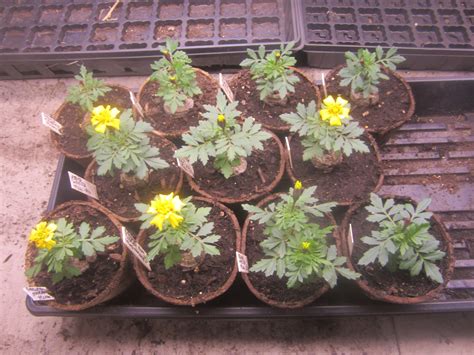 Backyard Organic Gardener Marigold Seedling Status 04 01 2013
