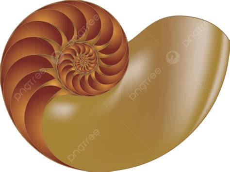 Nautilus Shell Vector Nautilus Shell Object Half Vector Nautilus Shell Object Half Png And