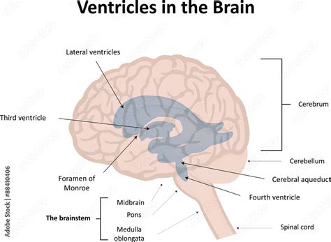 Ventricular System Of The Brain With Labels Stock Vector Adobe Stock