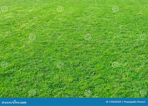 Background Of Green Grass Field Green Grass Pattern And Texture Stock