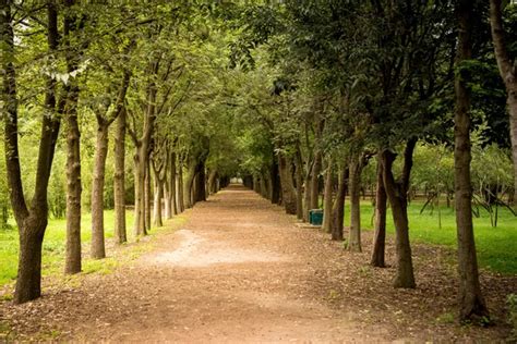 Tree Lined Path Stock Photo Arqramos 115913682